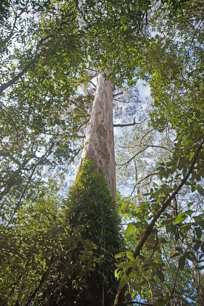 Australian Mountain Ash from Ngatanwarr Maits Rest Urwald, Great Otway ...