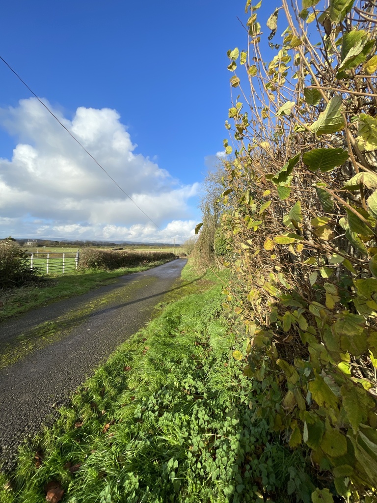 common hazel from Cowbridge with Llanblethian, Cowbridge, Wales, GB on ...