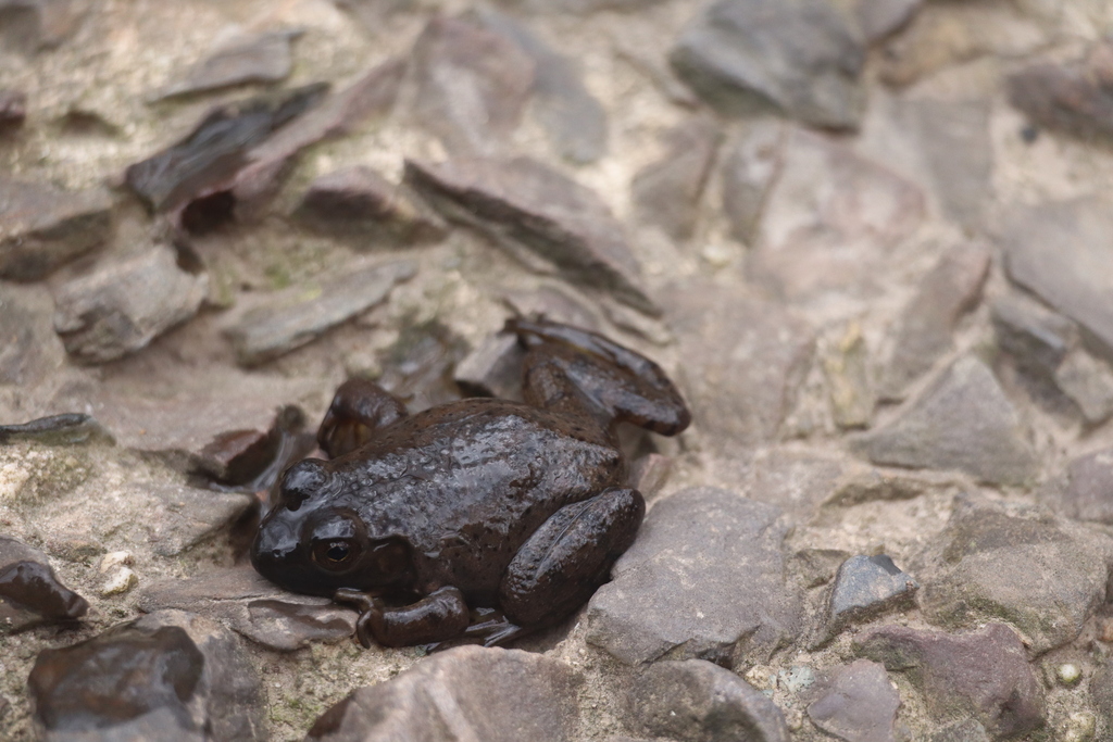 American Bullfrog from Hatboro, PA 19040, USA on November 24, 2024 at ...