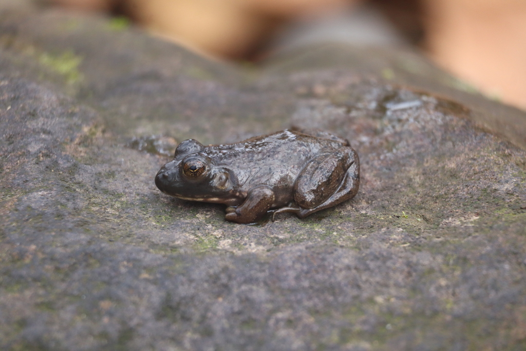 American Bullfrog from Hatboro, PA 19040, USA on November 24, 2024 at ...