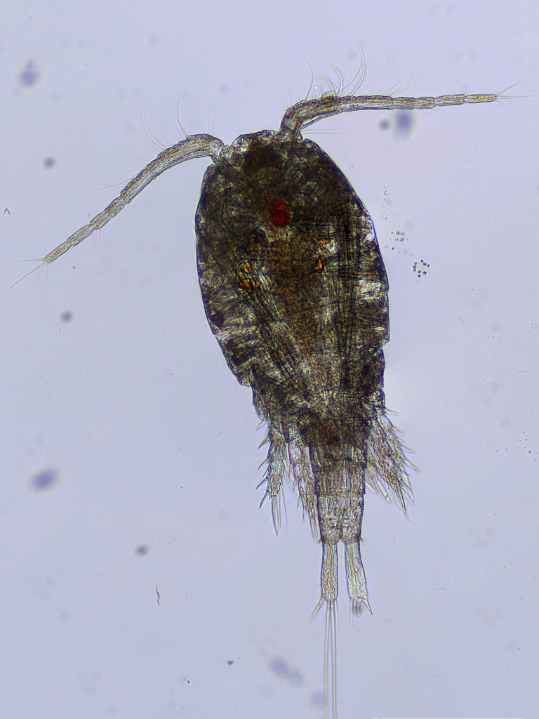 Eucyclops from 373 12 Borovany, Česko on November 1, 2024 at 04:41 PM ...