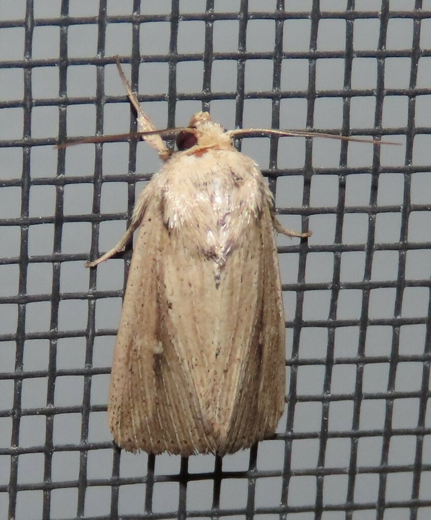 Unknown Wainscot from Alamo Country Club, Alamo TX on November 25, 2024 ...