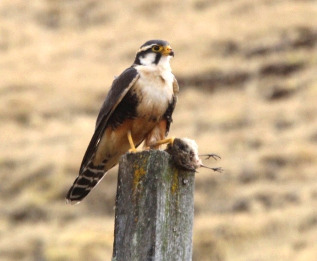 Aplomado Falcon from QHF3+85H Parque Nacional Huascarán, Perú on ...
