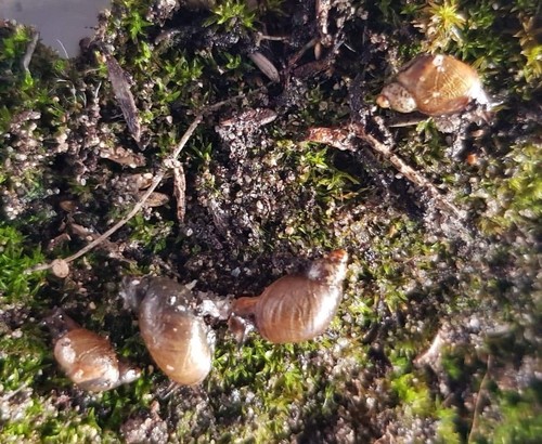 Austrosuccinea australis · iNaturalist