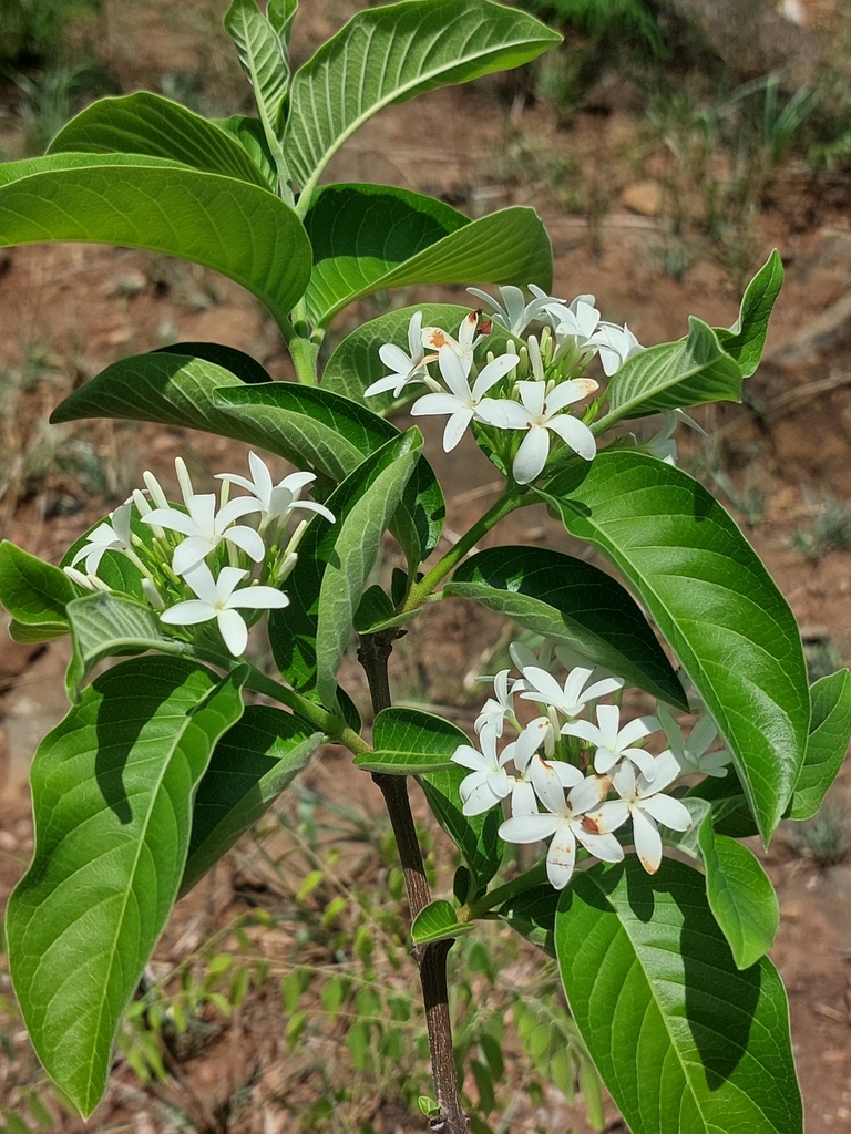 indrajao from Vunduzi, Mozambique on November 25, 2024 at 11:06 AM by ...