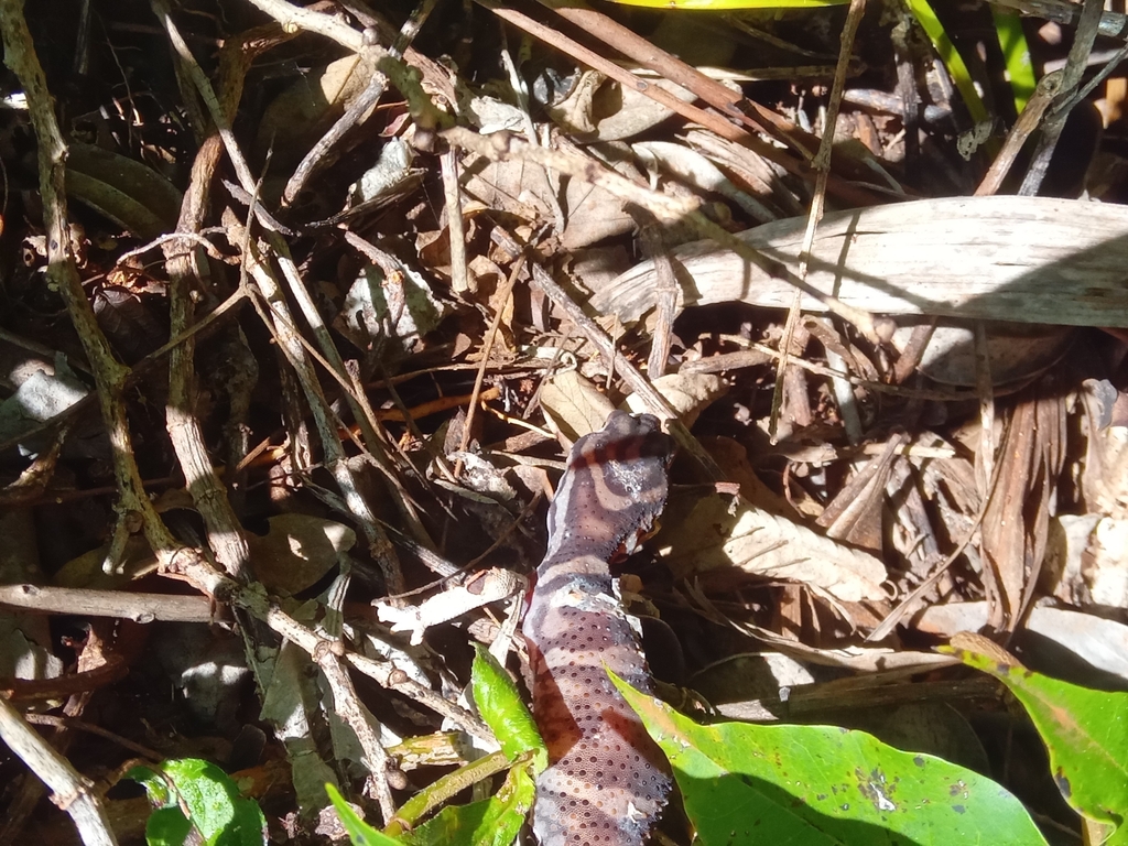 Yucatán Banded Gecko from 97744 Yuc., México on November 25, 2024 at 09 ...