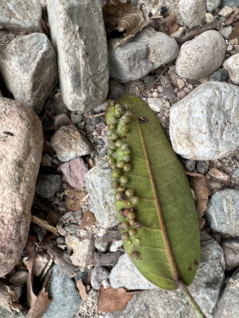 Gall Midges from Puerto Vallarta, Jal., MX on November 17, 2024 at 08: ...