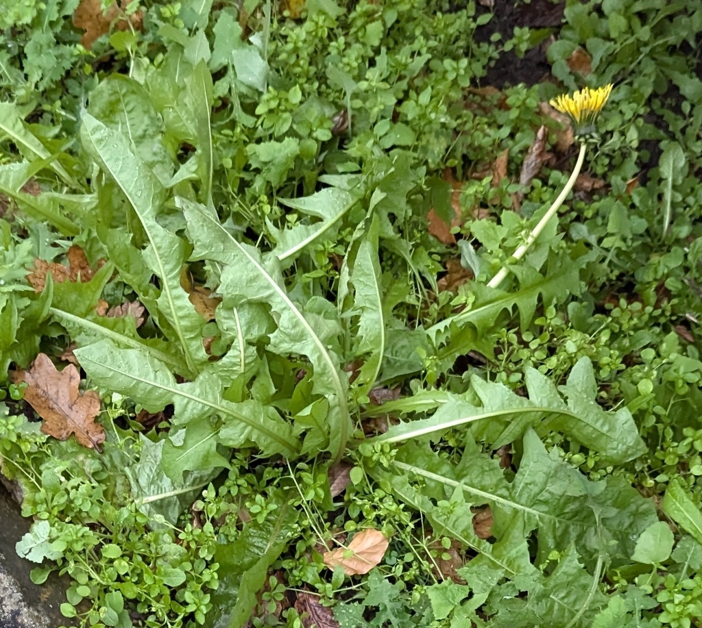 common dandelion from Spalding PE12 6EU, UK on November 24, 2024 at 02: ...