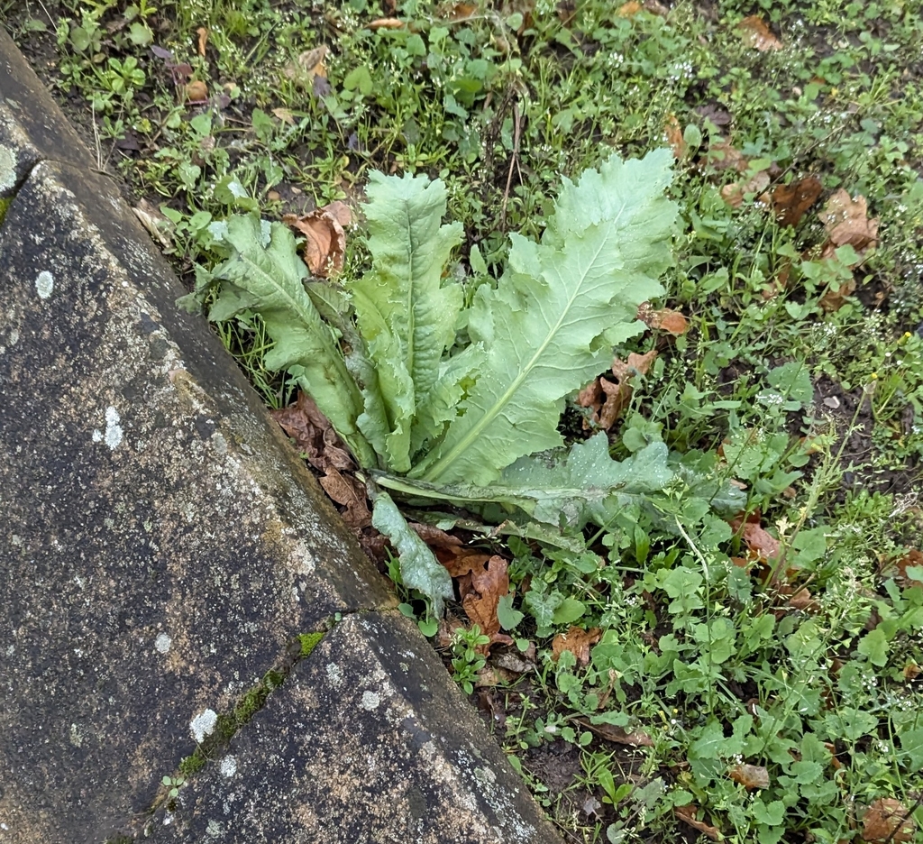 opium poppy from Spalding PE12 6EU, UK on November 24, 2024 at 02:15 PM ...