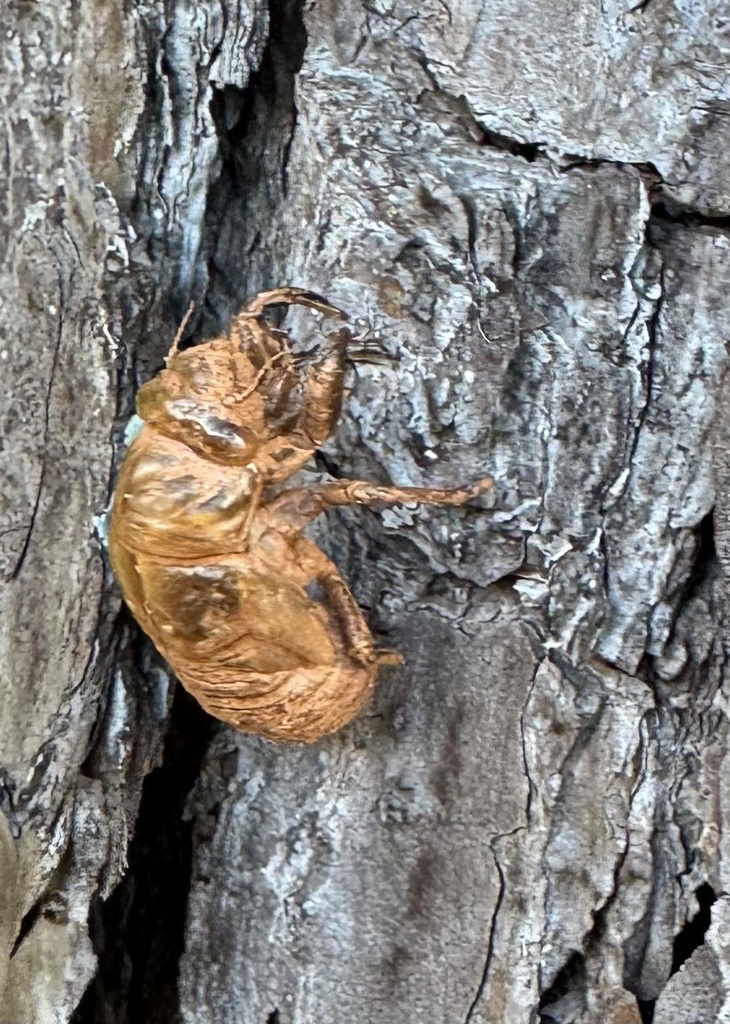 Typical Cicadas from Georgia State University - Perimeter College’s ...