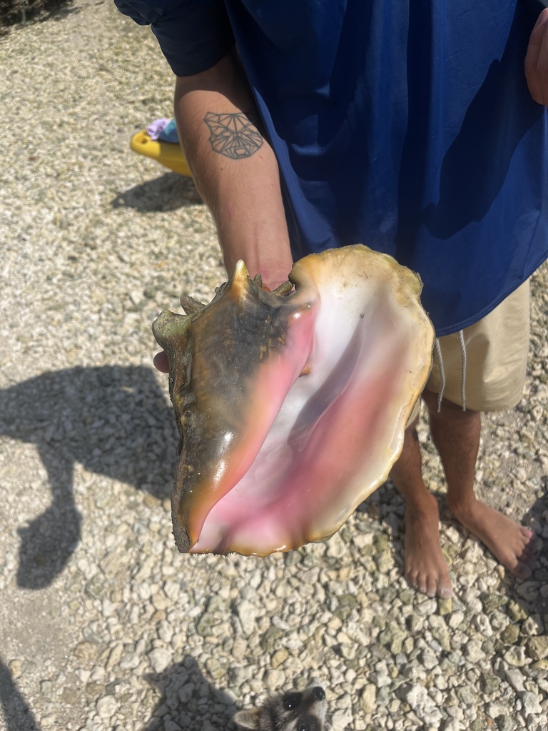 Queen Conch from Straits of Florida, North Miami, FL, US on November 25 ...