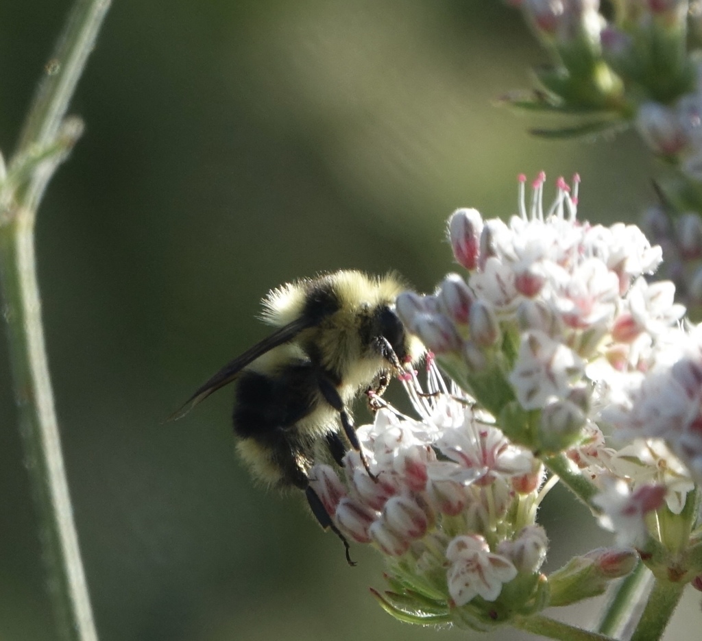 Black-tailed Bumble Bee from Angeles National Forest, Azusa, CA, US on ...