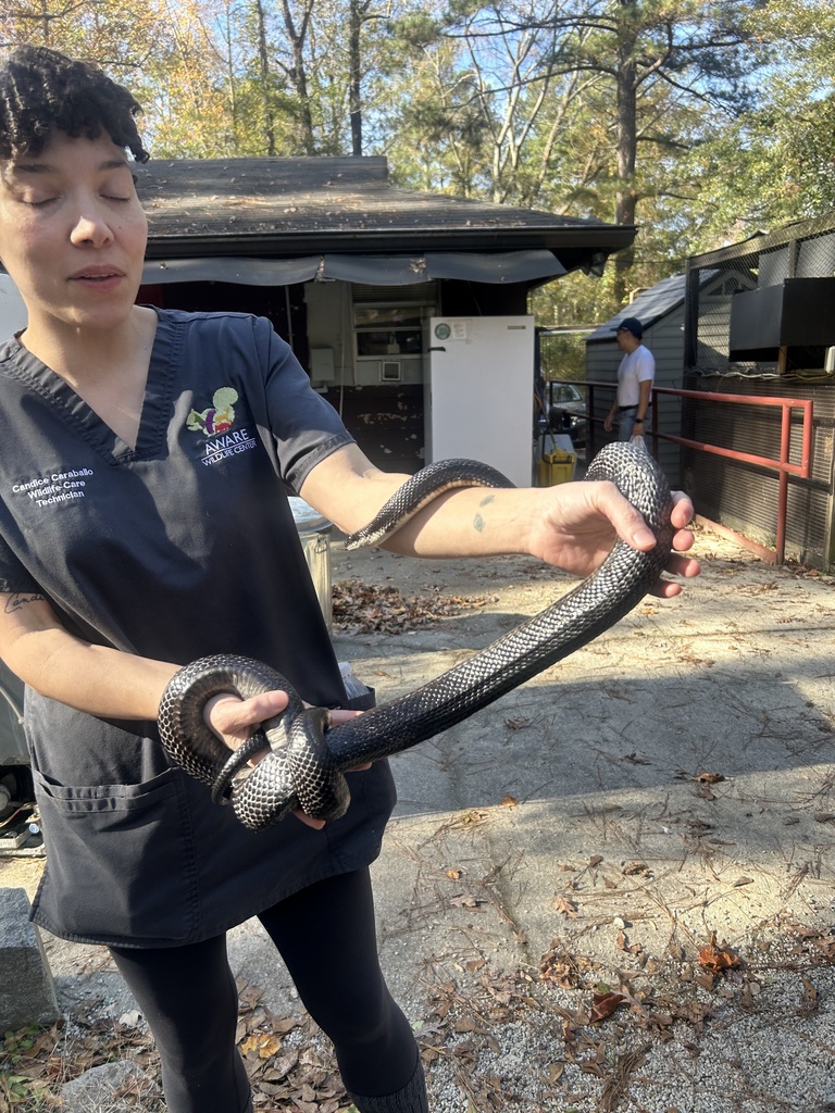 Eastern/Gray Ratsnake Complex from Klondike Rd, Stonecrest, GA, US on November 24, 2024 at 01:45 ...
