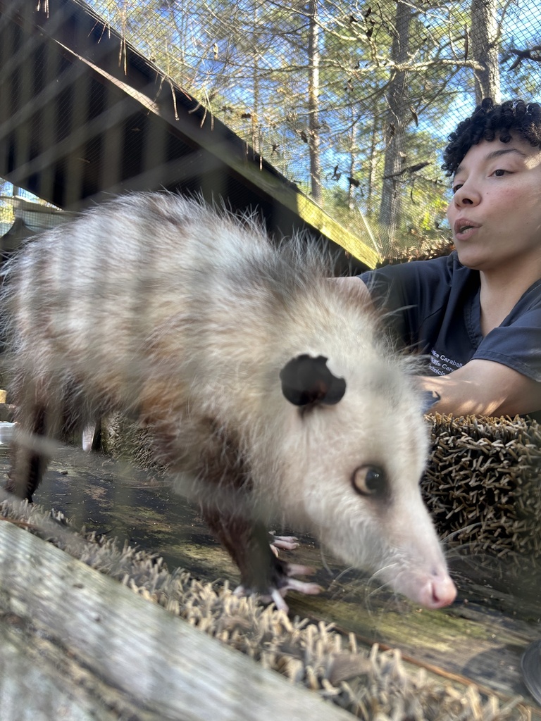 Virginia Opossum from Klondike Rd, Stonecrest, GA, US on November 24 ...