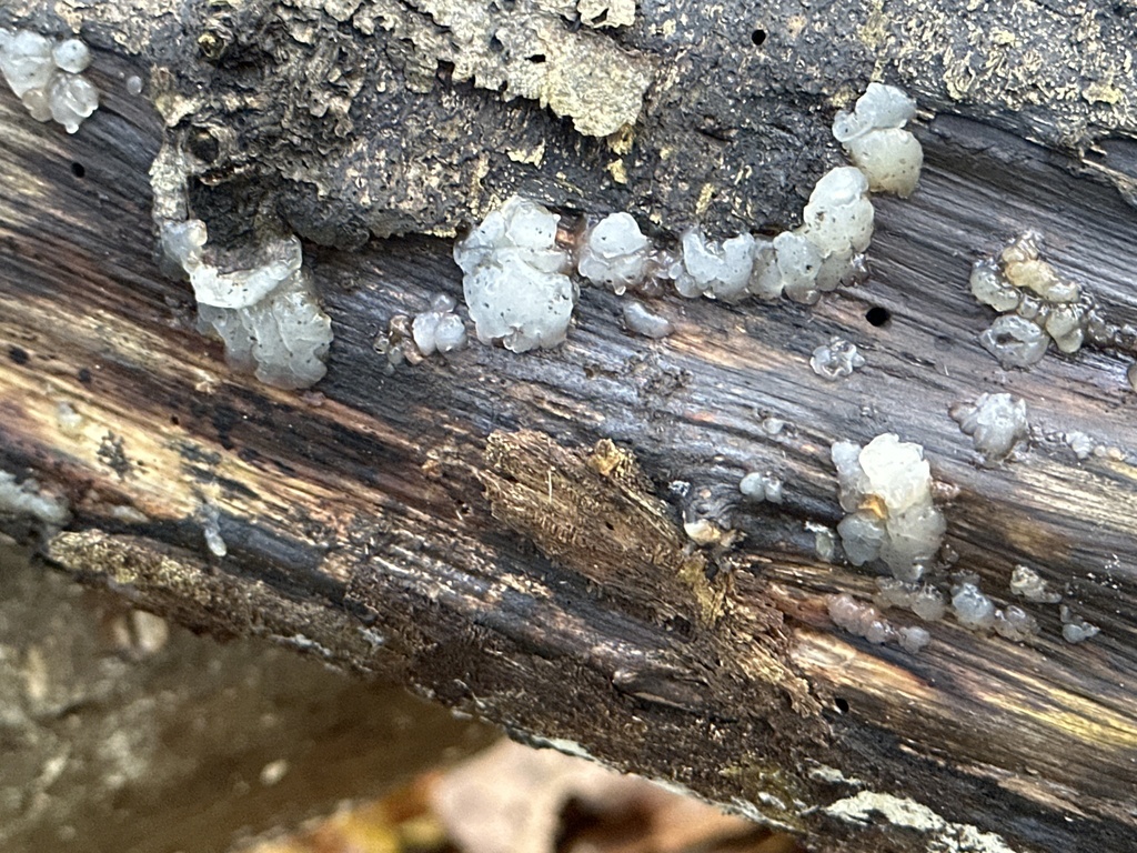 Crystal Brain Fungus from Bramble Road, Benfleet, England, GB on 25 ...
