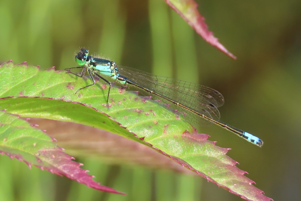 Plains Forktail (LLL) · iNaturalist