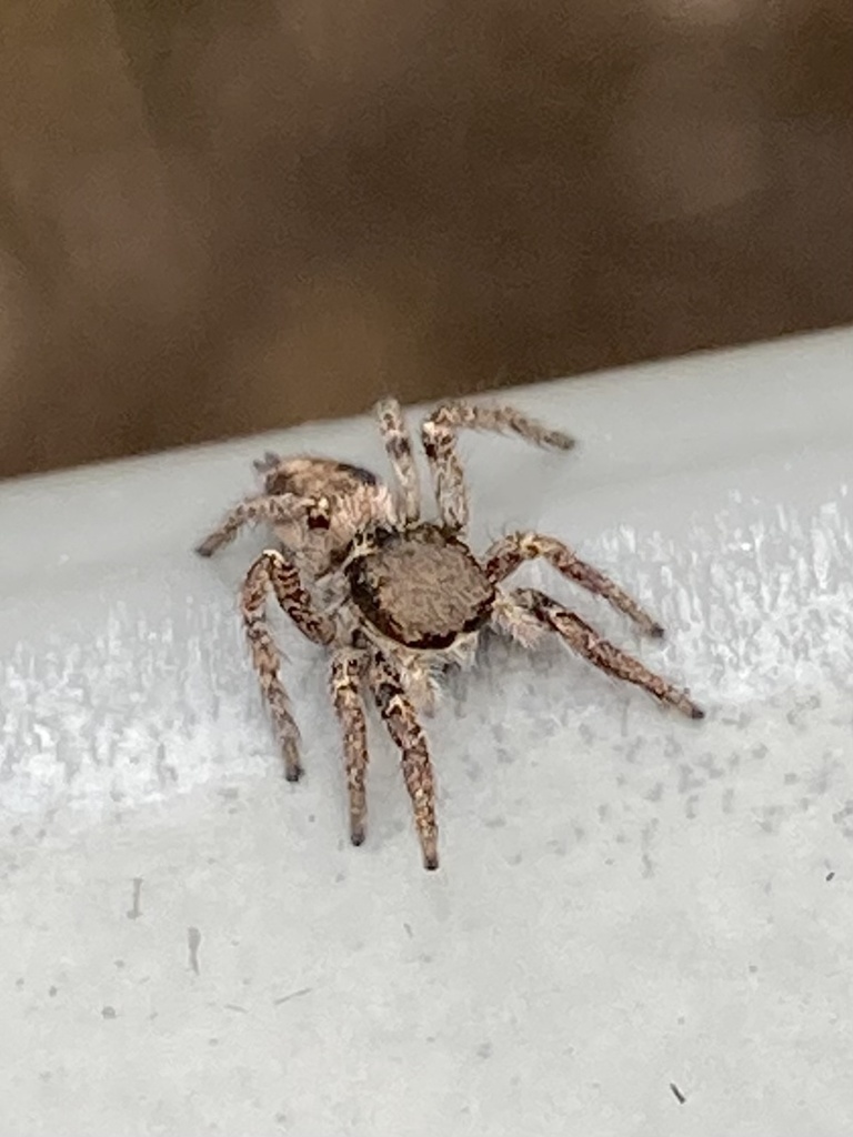 Paradise Jumping Spiders from University of California , Merced, CA, US ...