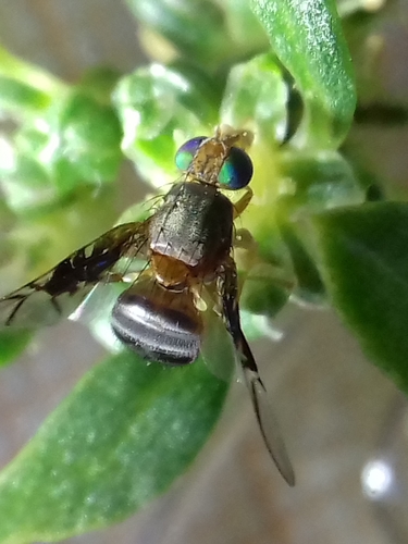 Genus Anomoia · iNaturalist