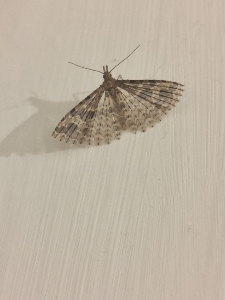 Twenty-plume Moth from Chester CH2 4BW, UK on November 25, 2024 at 05: ...