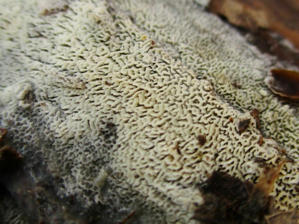 Xylodon raduloides from Szeged, Szőreg, 6771 Magyarország on November ...