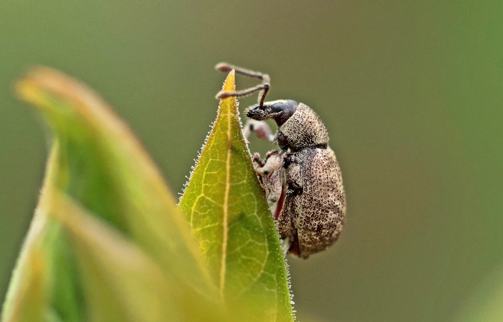 Clay-coloured Weevil from Gmina Będzino on May 1, 2021 at 05:57 PM by ...