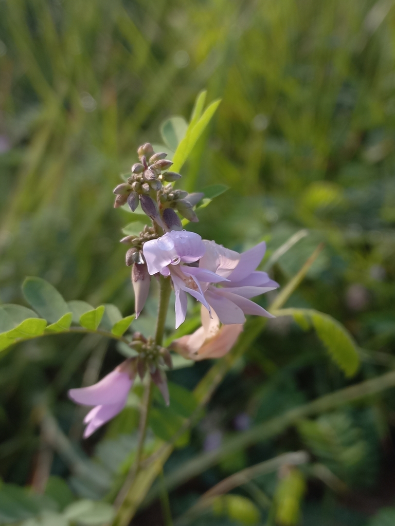 Lucky Bean from Ugu, ZA-NL, ZA on November 24, 2024 at 06:27 AM by ...