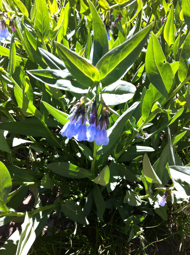 mountain bluebells (Wolf Creek BioBlitz) · iNaturalist