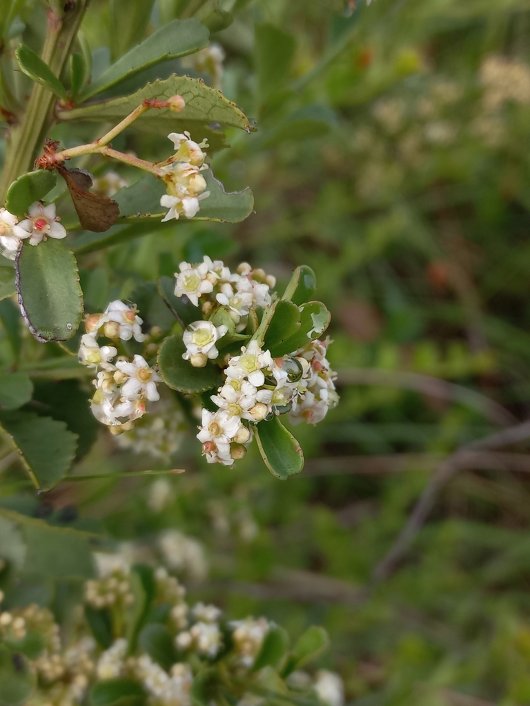 Common Spike-thorn from Ugu, ZA-NL, ZA on November 24, 2024 at 06:51 AM ...