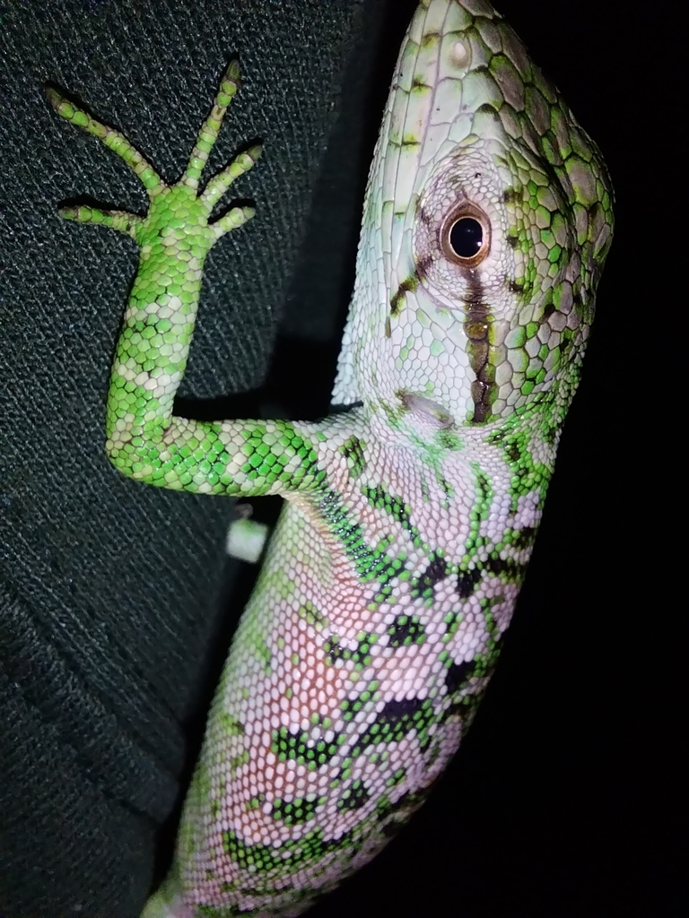 Audubon's Multicolored Lizard from Salazar Village, Trinidad and Tobago ...