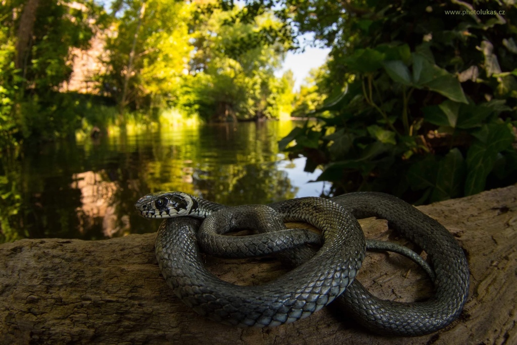 (Natrix) - Snakes and Lizards