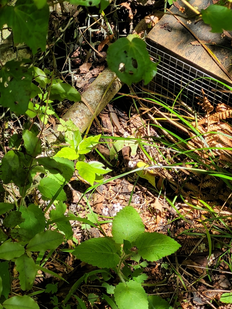 Ornate Skink in November 2024 by Paige Crowell · iNaturalist