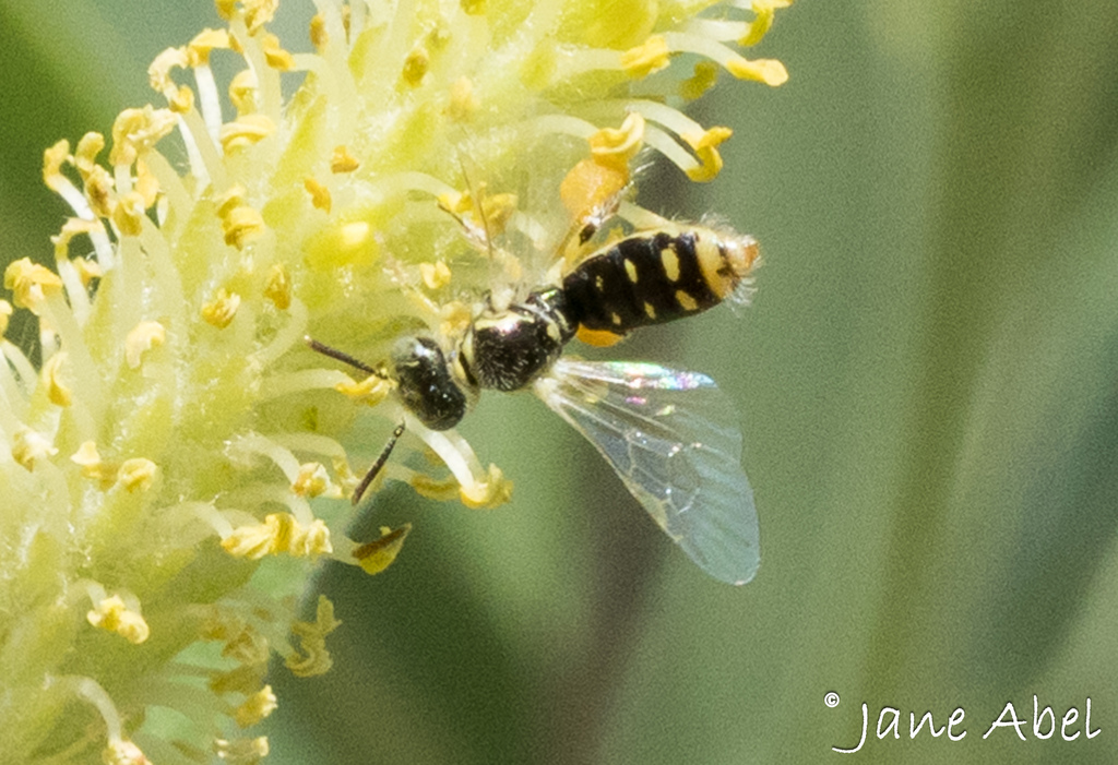 Fairy Bees from Richland, WA, USA on June 21, 2024 at 10:05 AM by ...