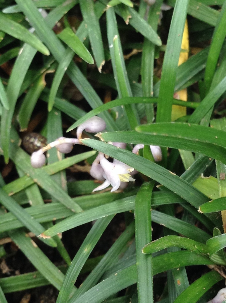Dwarf Lily-turf in July 2019 by mmn_noriko. Hitachinaka, Japan. Ophio ...