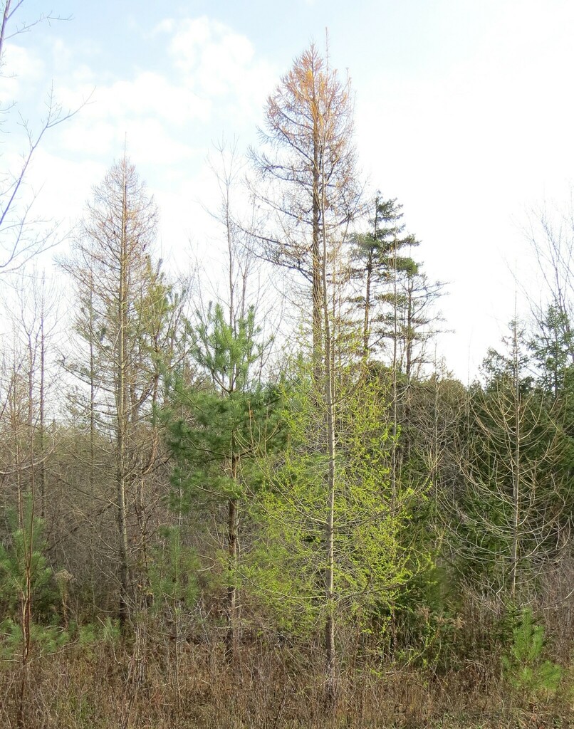 European larch from Valen's Rd, West Flamborough, Hamilton, ON, Canada ...