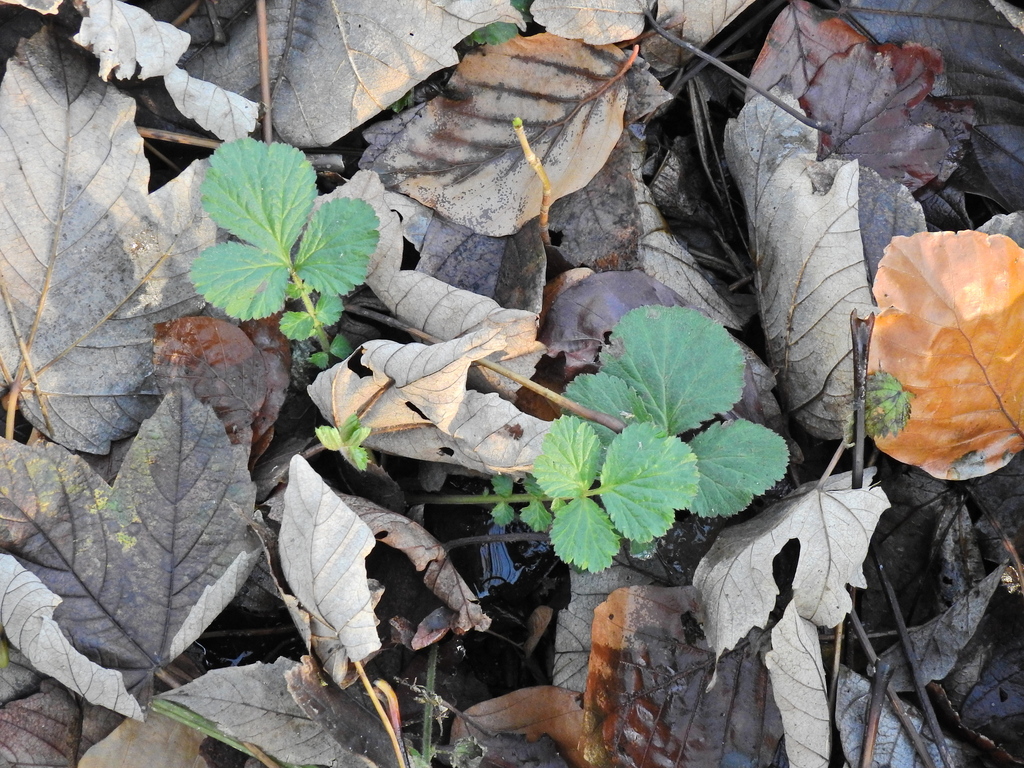 Wood Avens from Wavertree Botanic Park, Botanic Road, Wavertree ...