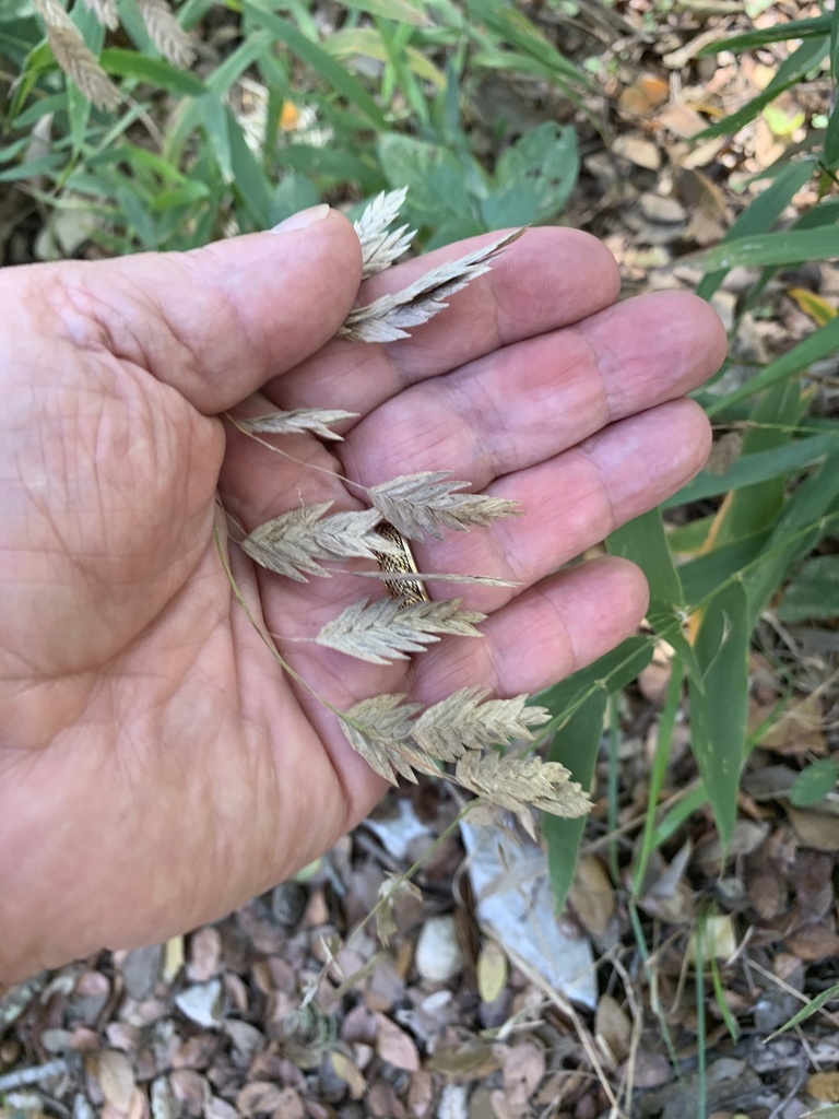 inland wood oats from Kelso, San Antonio, TX, US on November 25, 2024 ...