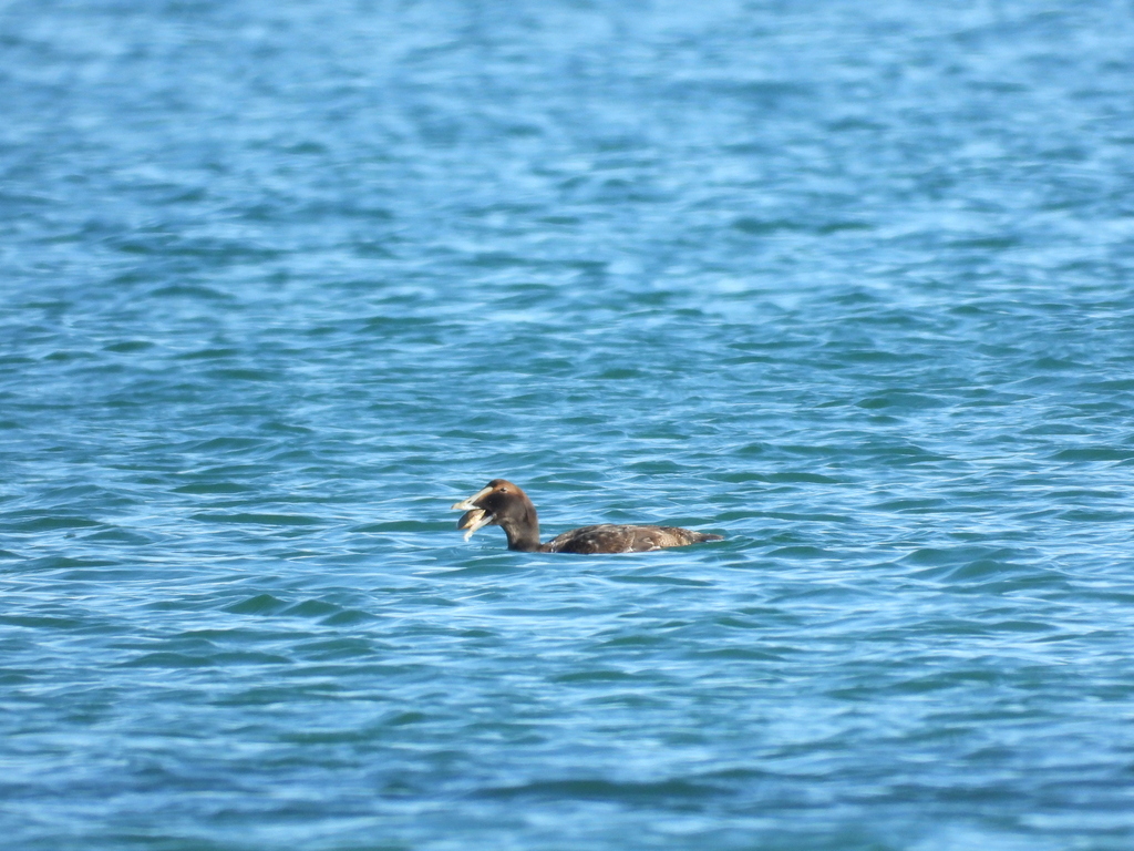 Common Eider from York County, ME, USA on November 25, 2024 at 12:00 PM ...