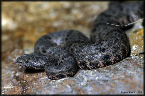 Mottled Rock Rattlesnake (Crotalus lepidus lepidus) - Snakes and Lizards