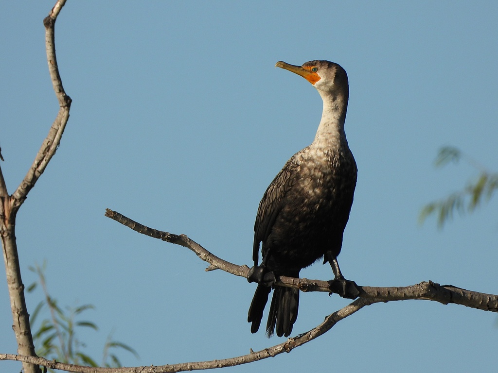 Double-crested Cormorant from Eldridge / West Oaks, Houston, TX, USA on ...