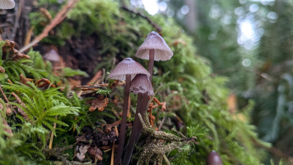 purple-edge bonnet from Randle J & L, Randle, WA 98377, USA on October ...