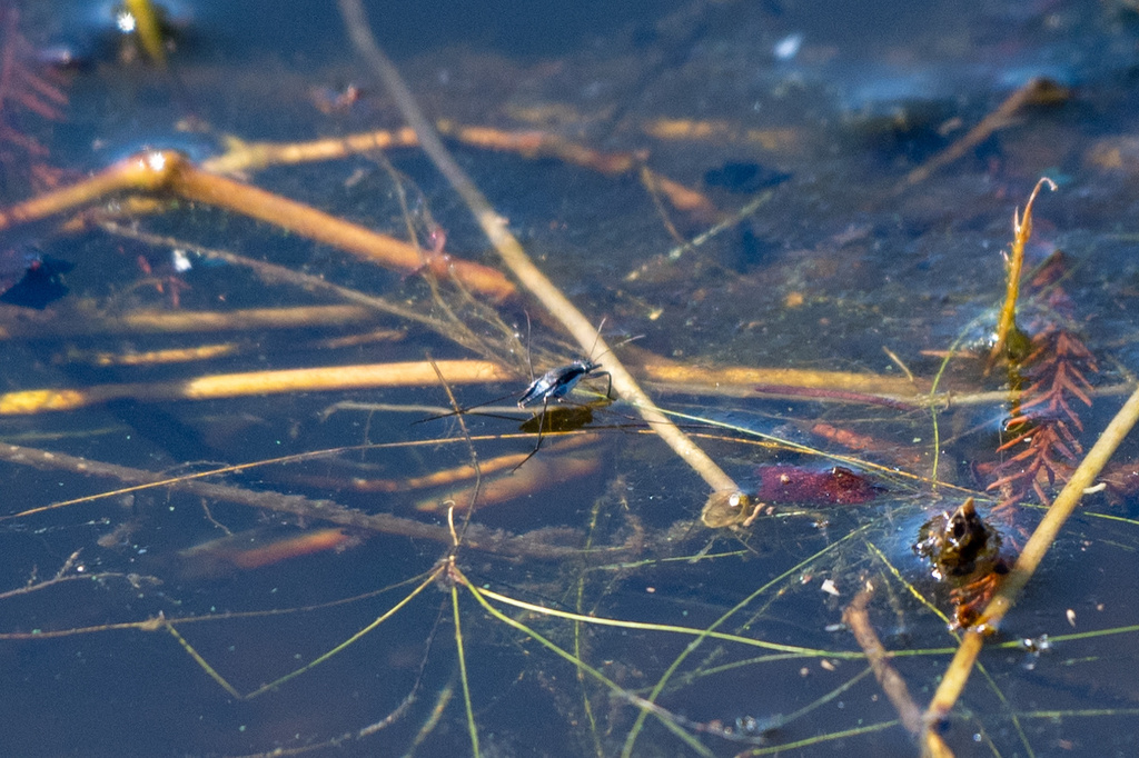 Neogerris hesione from Egret Crossing Ln, Lithia, FL, US on November 25 ...