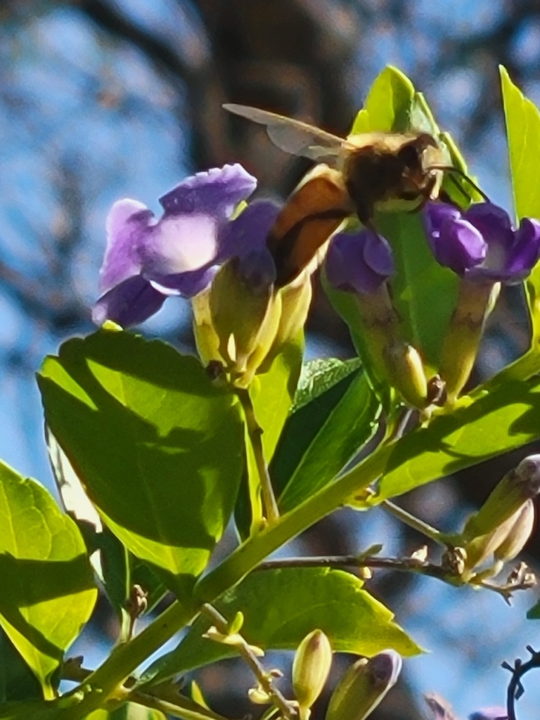 Western Honey Bee from Schertz, TX, USA on November 25, 2024 at 12:09 ...