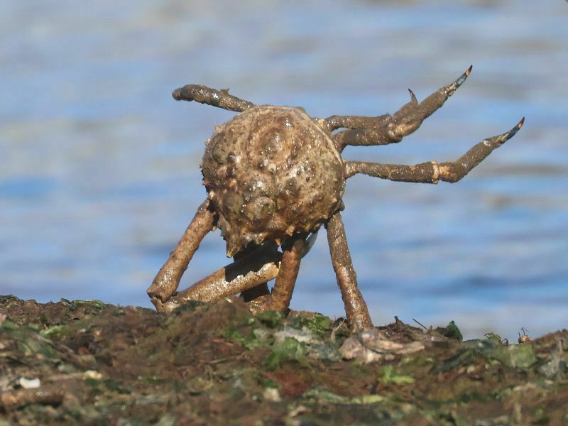 Portly Spider Crab from Captree State Park, NY, USA on November 25 ...