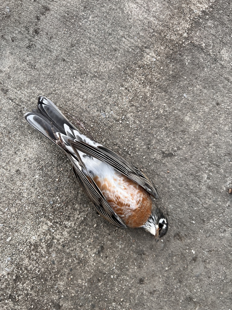 American Robin from McCarren Park, New York, NY, US on November 25 ...