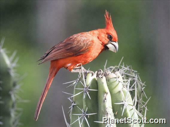 Vermilion Cardinal from Santuario de Fauna y Flora Los Flamencos on ...