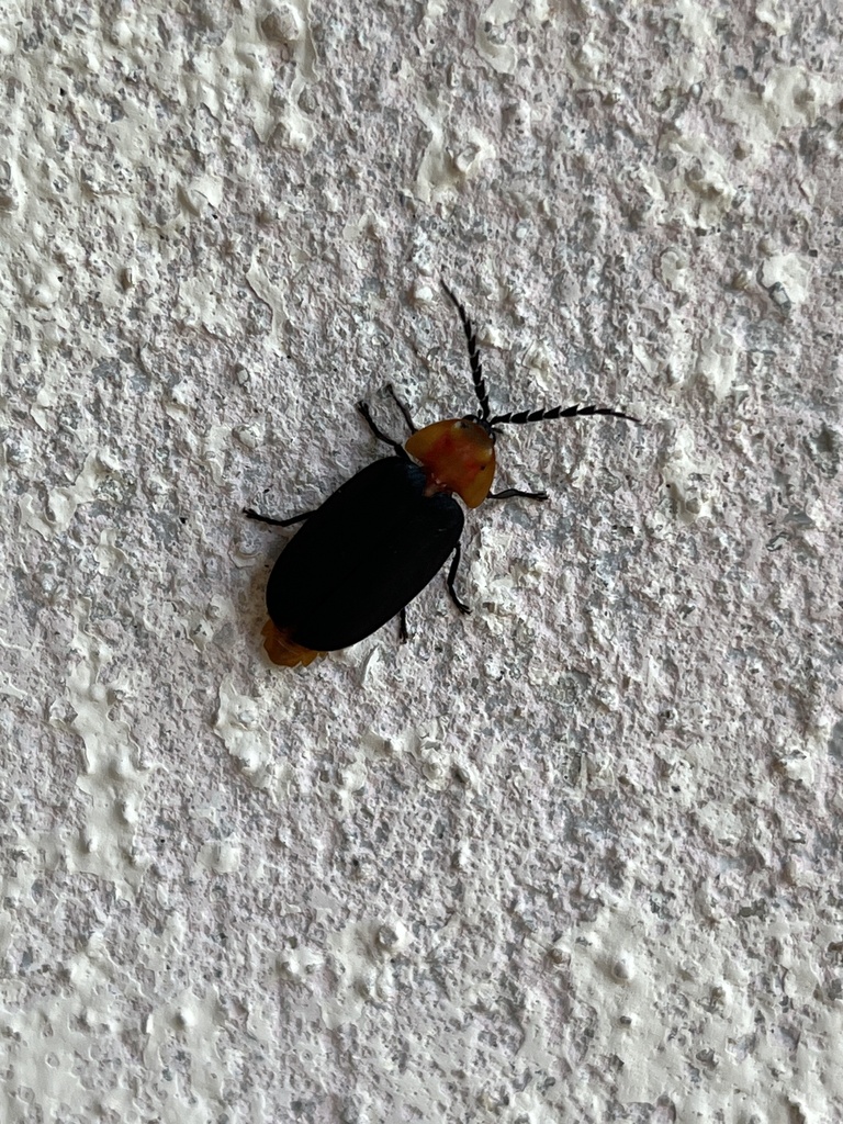 Pyrocoelia atripennis in November 2024 by Nakatada Wachi · iNaturalist