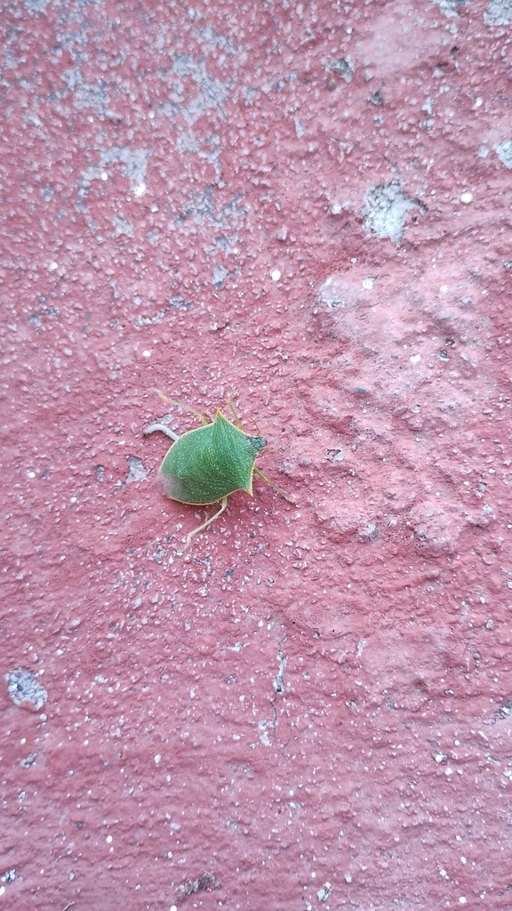 Loxa viridis from Poetas y Avenida México, Villas Universidad, 48290 ...