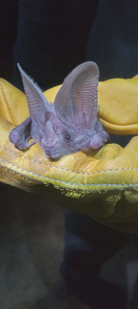California Leaf-nosed Bat in November 2024 by David Jacobo · iNaturalist