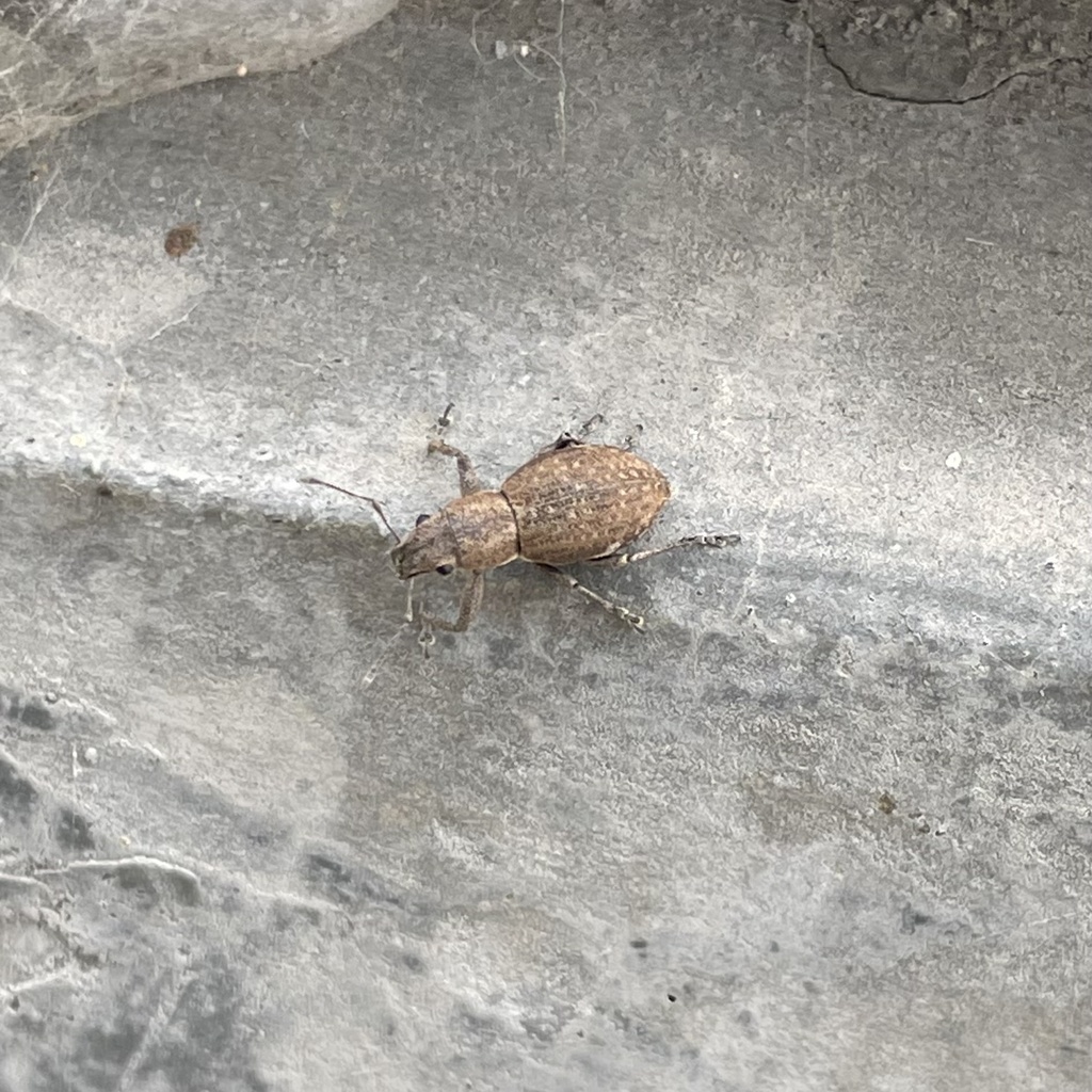 Fuller's rose weevil from Cerritos College, Cerritos, CA, US on ...