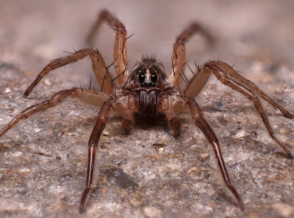 lance wolf spider in August 2024 by Matthew Lindsey. Stacked images ...